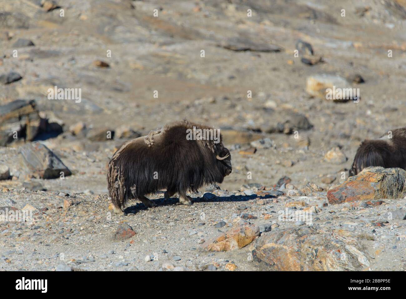 Muskox (Ovibos moschatus) in Greenland tundra Stock Photo - Alamy