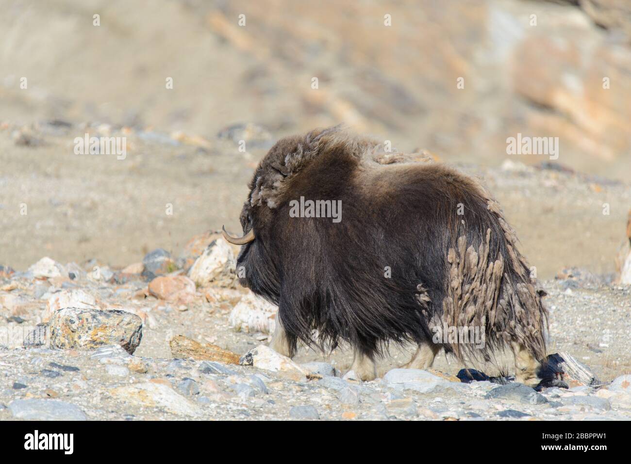 Muskox (Ovibos moschatus) in Greenland tundra Stock Photo - Alamy