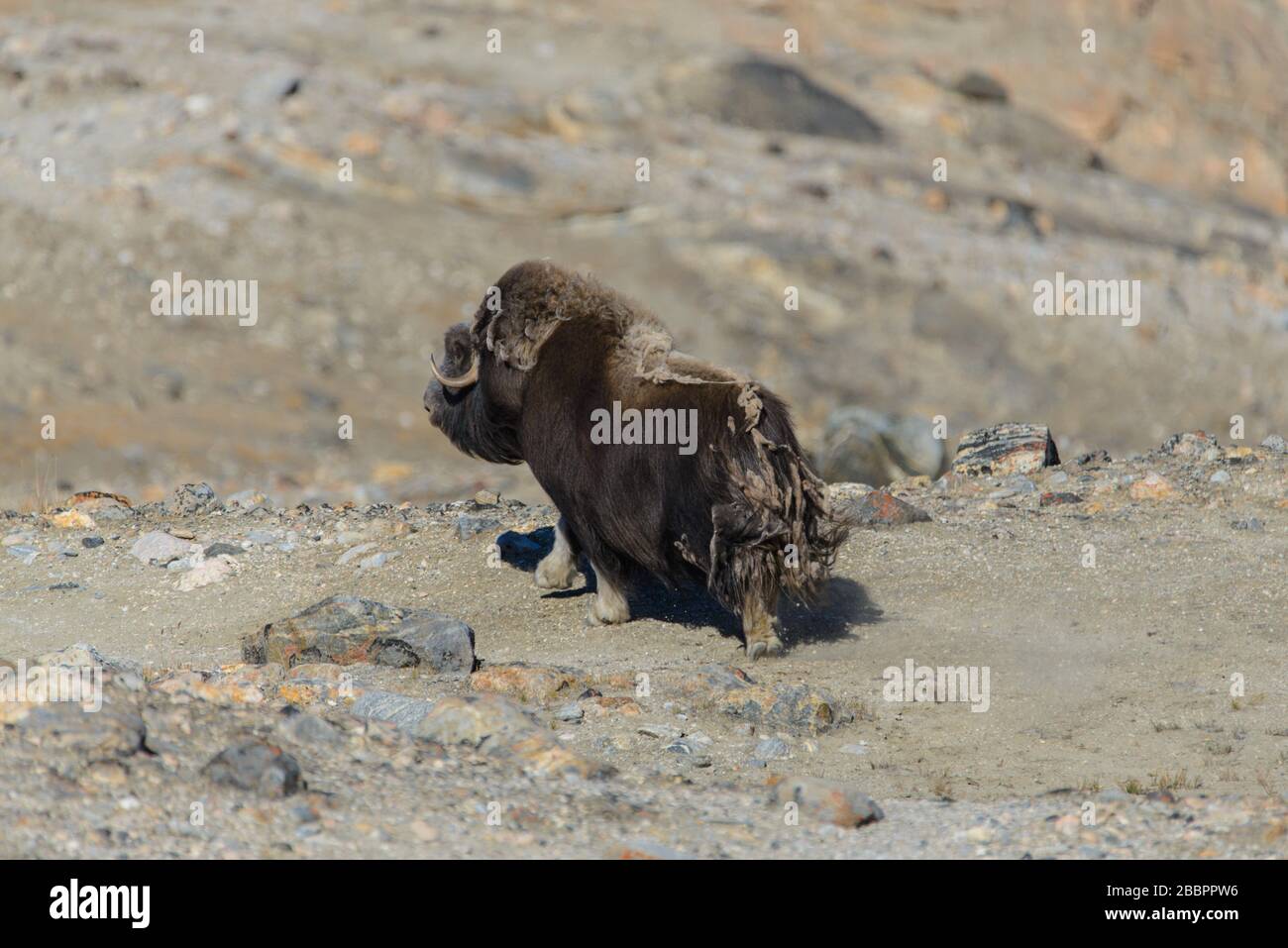 Muskox (Ovibos moschatus) in Greenland tundra Stock Photo - Alamy