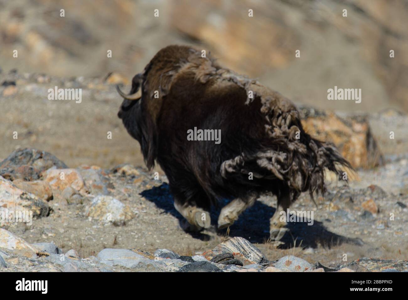 Muskox (Ovibos moschatus) in Greenland tundra Stock Photo - Alamy