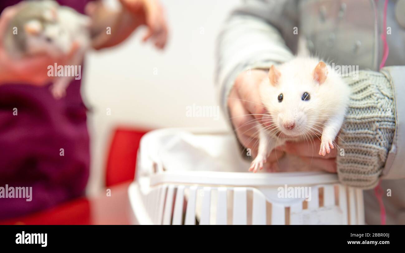 treatment of the rat in a veterinary clinic Stock Photo - Alamy