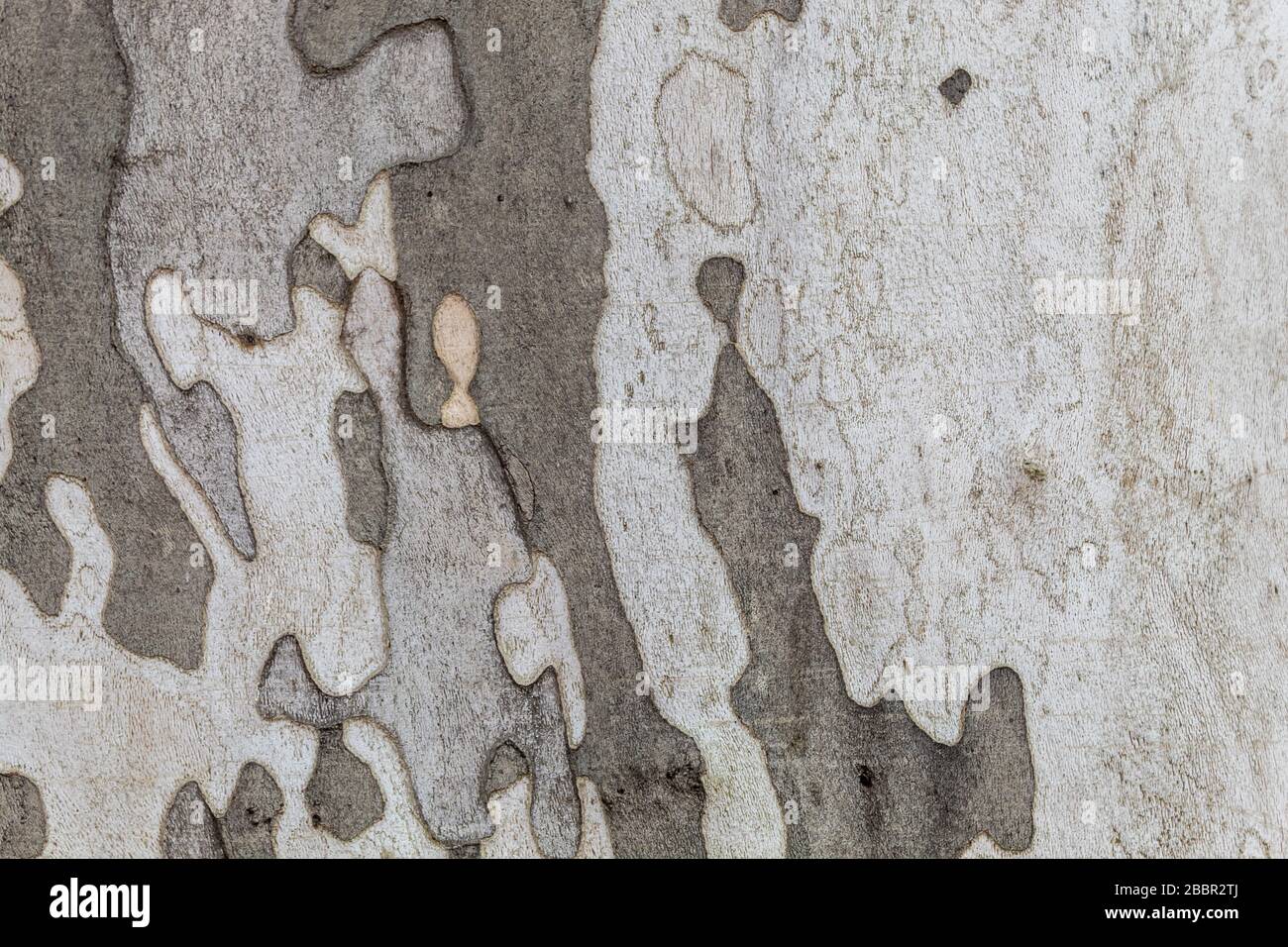 Closeup Linden Tree Bark Texture Background Stock Photo - Alamy