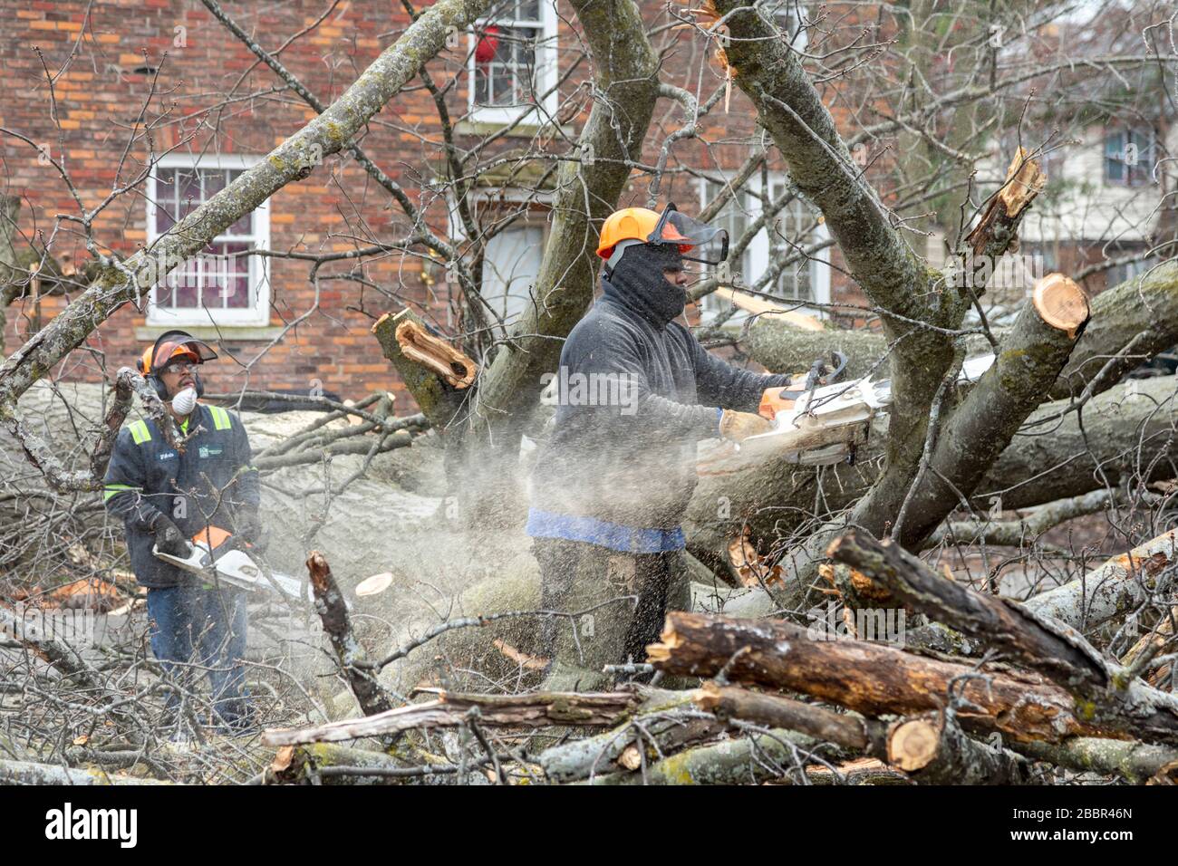 Huge fallen tree hi-res stock photography and images - Alamy