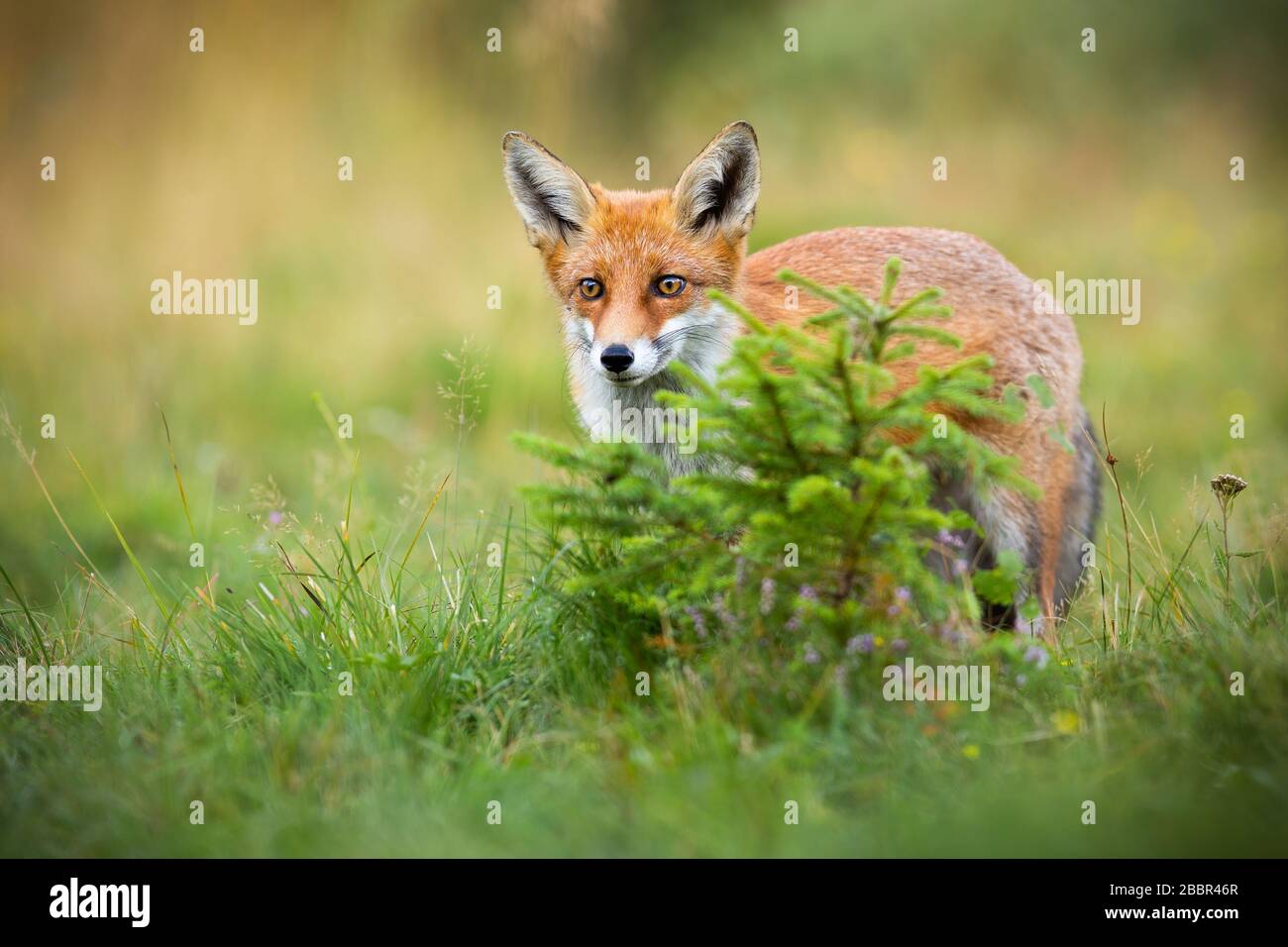 Curious red fox hiding behind a small spruce tree on glade in summer ...