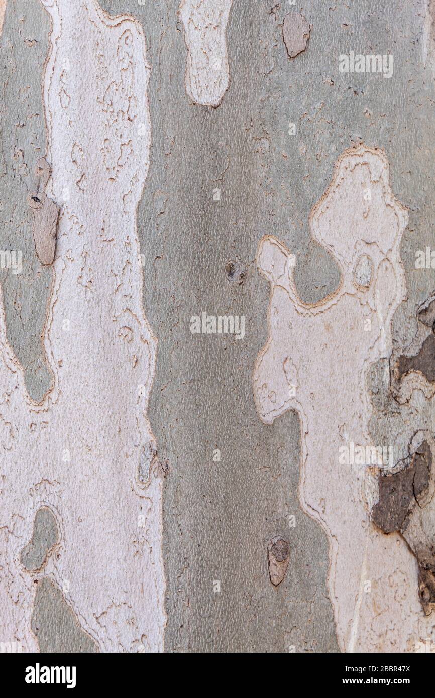 Closeup Linden Tree Bark Texture Background Stock Photo - Alamy