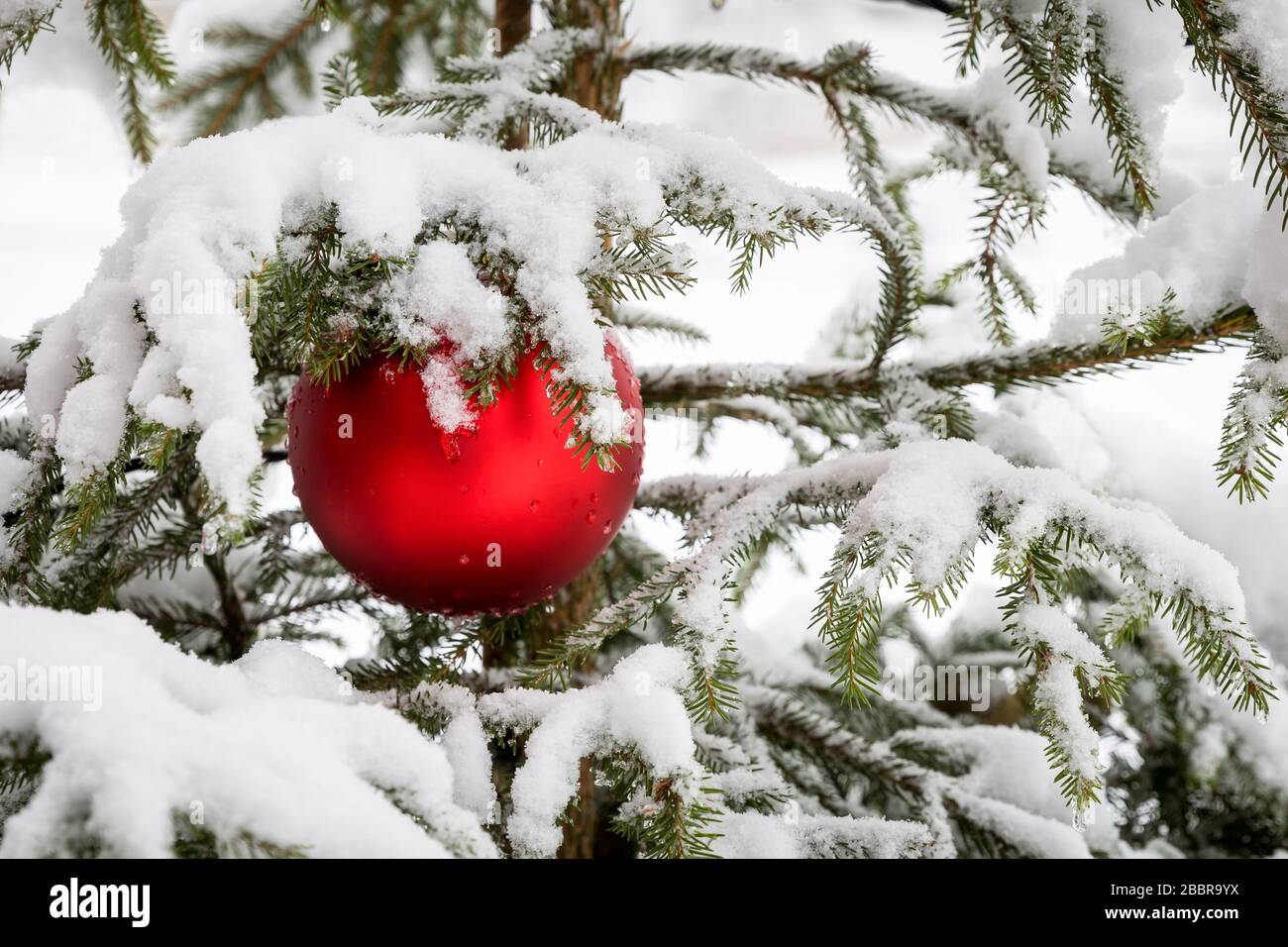 Pine tree with snow and red bal, idyllic Xmas picture, white green red ...