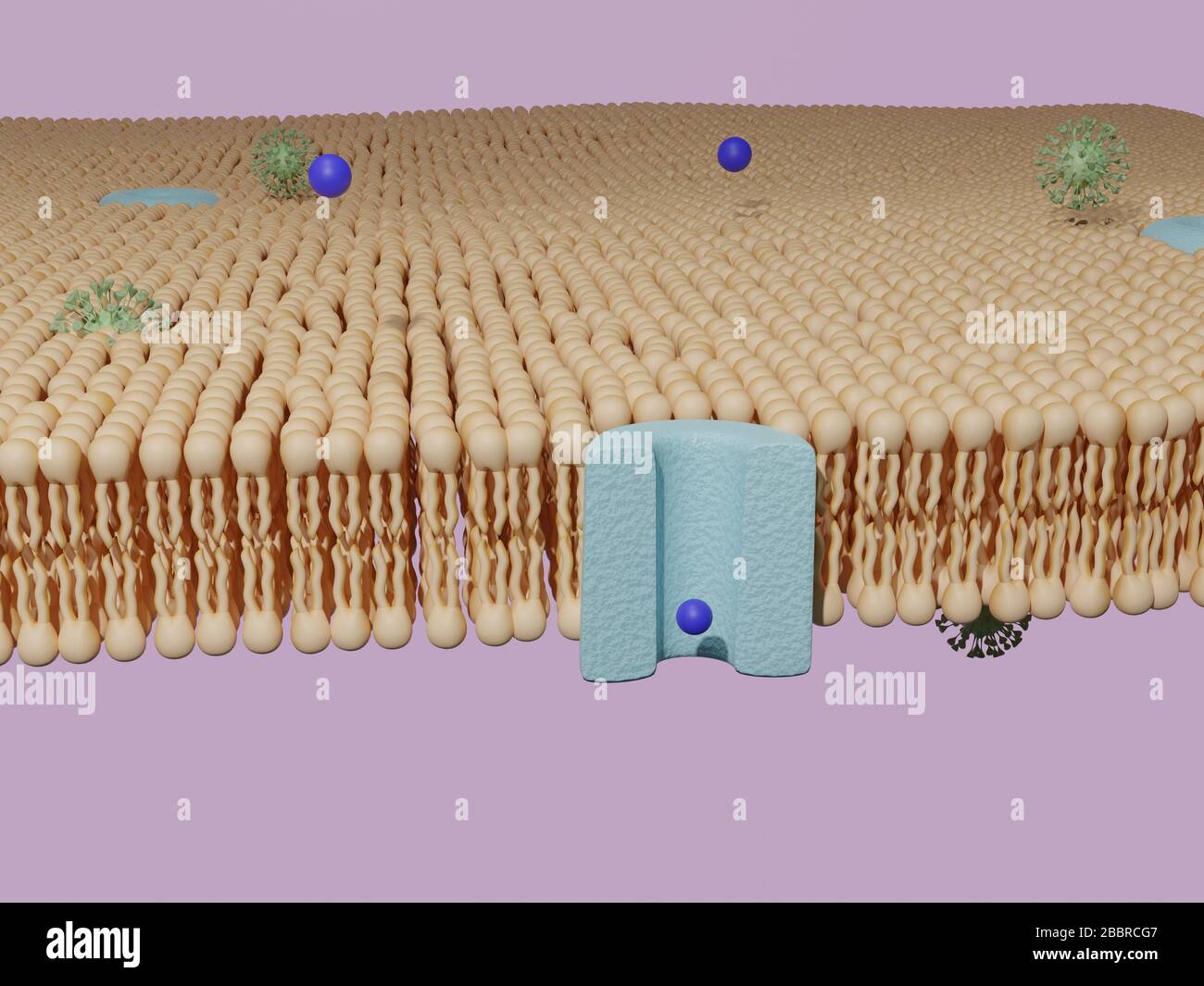 Molecule passing through a protein channel and virus passing through a ... Molecule passing through a protein channel and virus passing through a ...