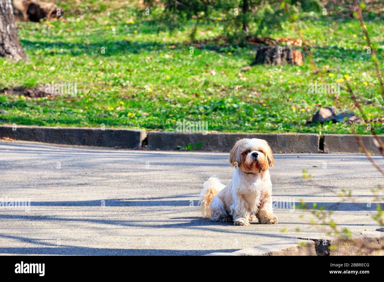 Shitsu dog is sitting in a city park on the sidewalk on a sunny spring ...