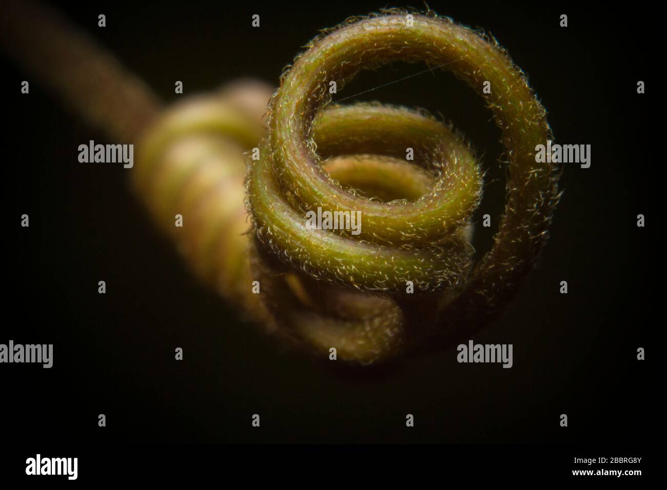 Gold Tendril High Resolution Stock Photography and Images - Alamy