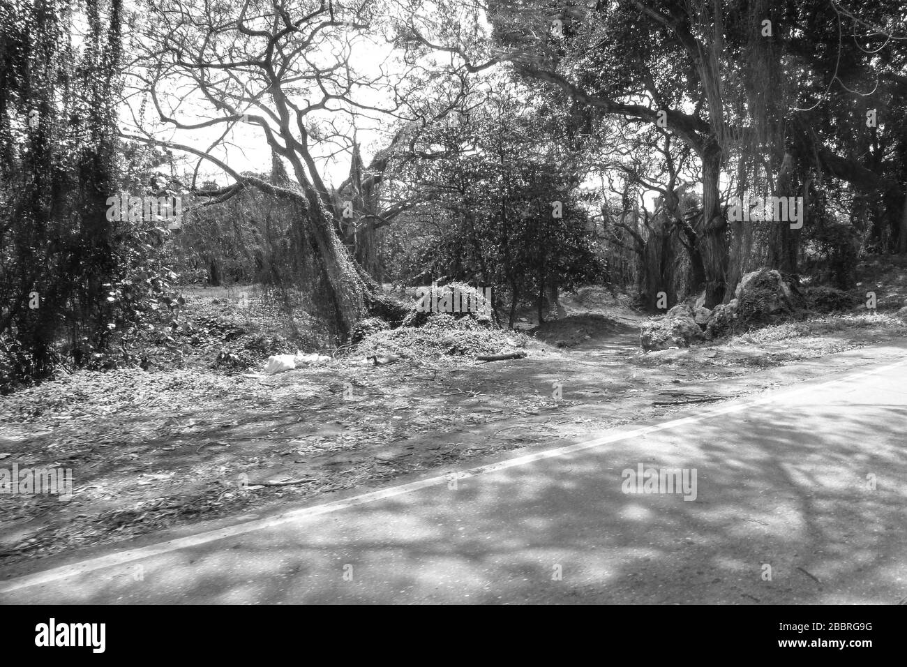 View fallen tree on Black and White Stock Photos & Images - Alamy