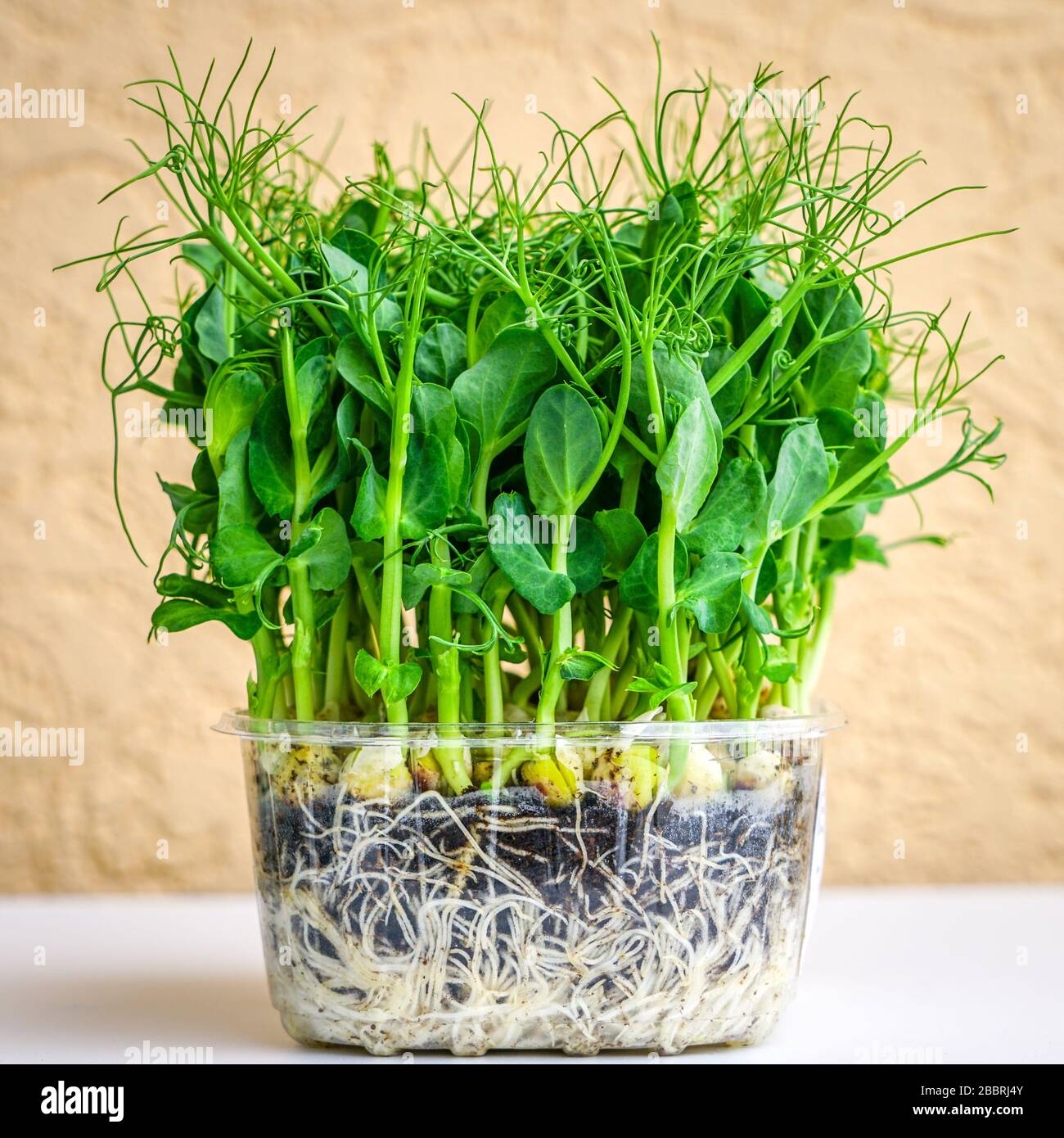 Pea shoots pot hi-res stock photography and images - Alamy