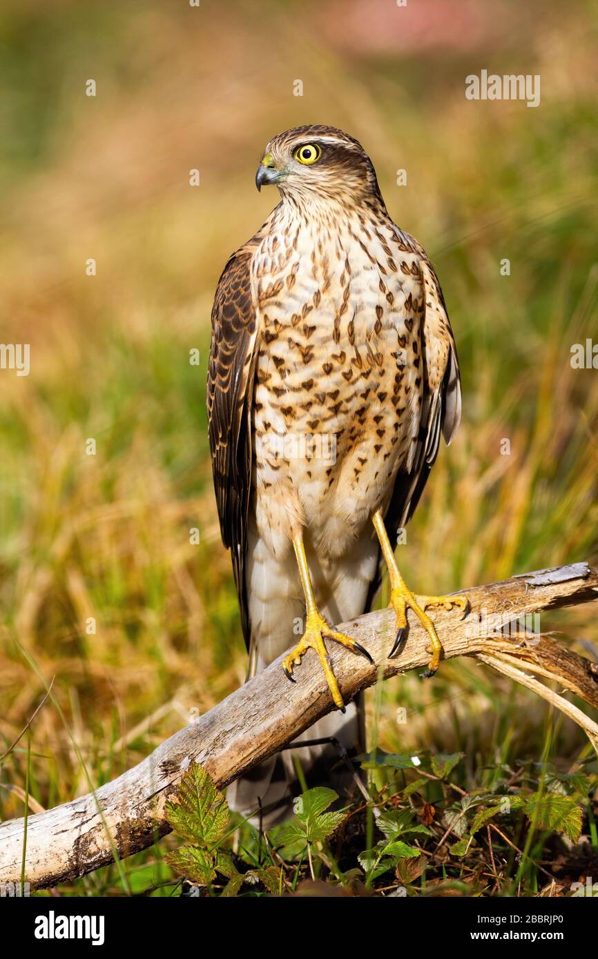 Female eurasian sparrowhawk sitting on bough in summer nature Stock ...