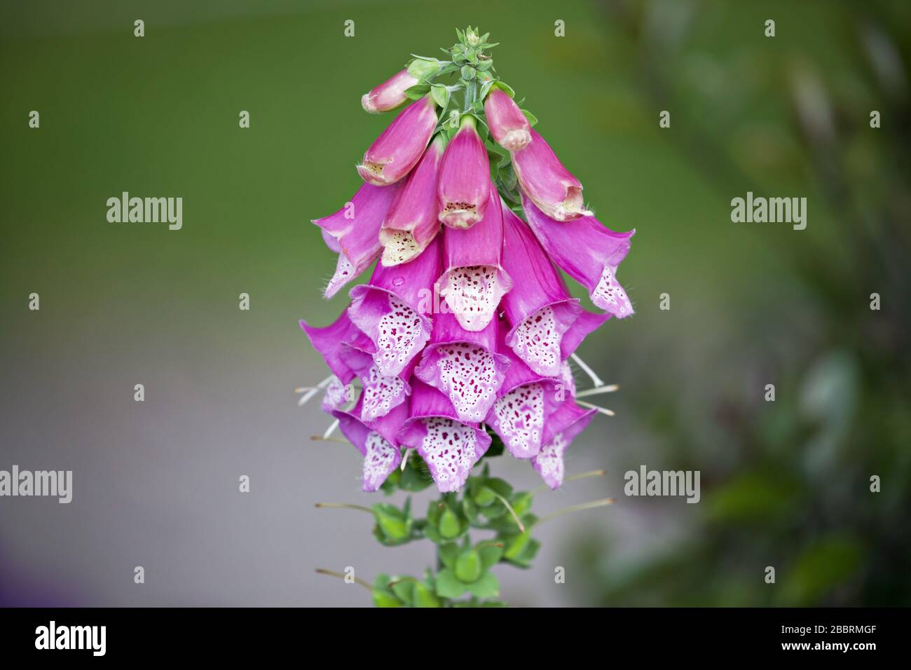 purple foxhole flower Stock Photo - Alamy