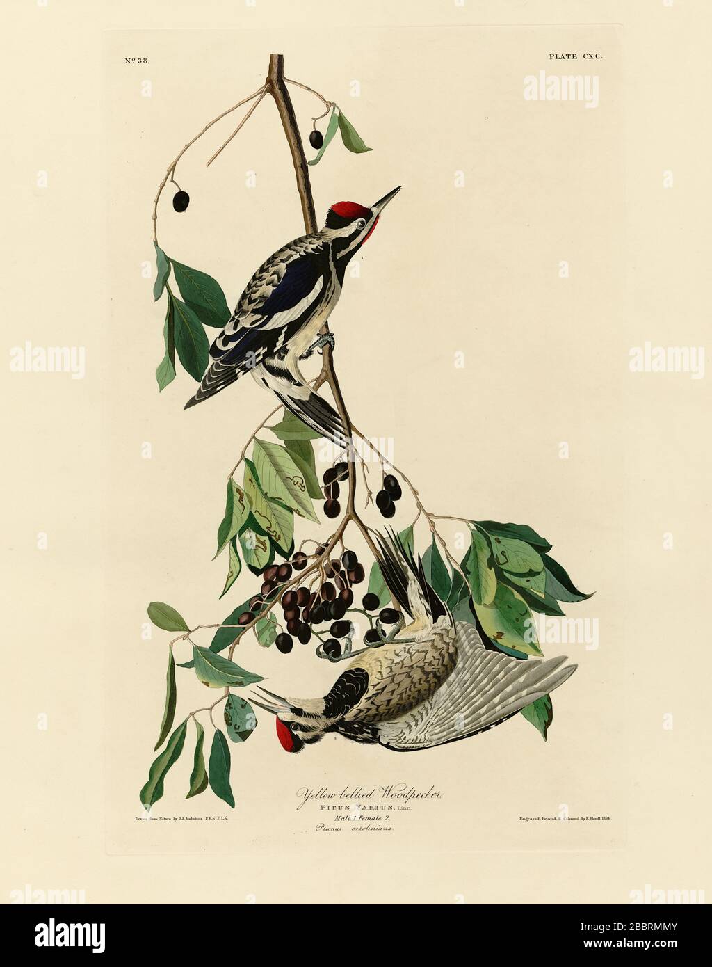 Plate 190 Yellow bellied Woodpecker (Yellow-bellied Sapsucker) The ...