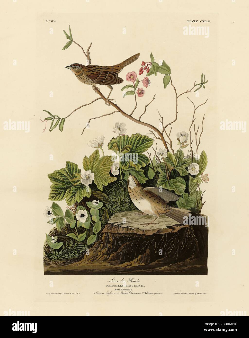 Plate 193 Lincoln Finch (Lincolns Sparrow) The Birds of America folio ...