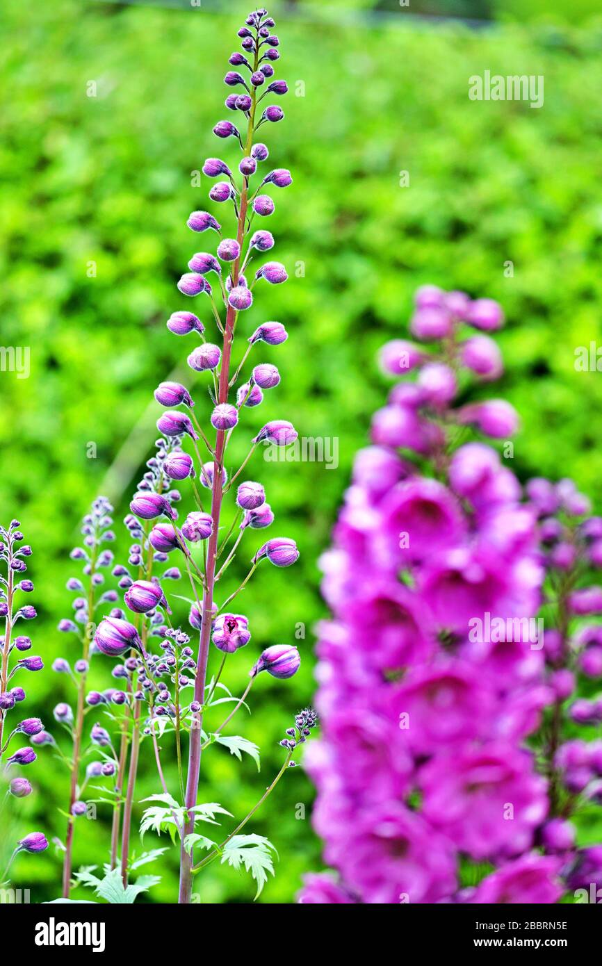 Purple foxhole hi-res stock photography and images - Alamy