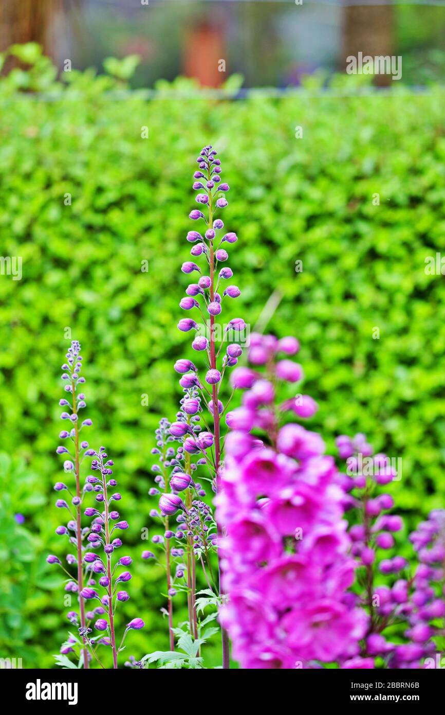 purple foxhole flower Stock Photo - Alamy