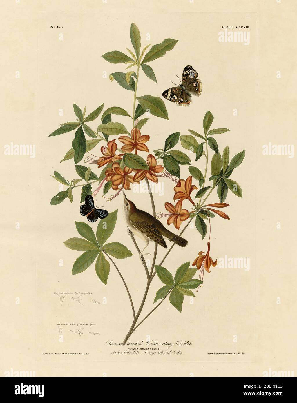 Plate 198 Brown headed Worm eating Warbler (Swainson's Warbler) from ...