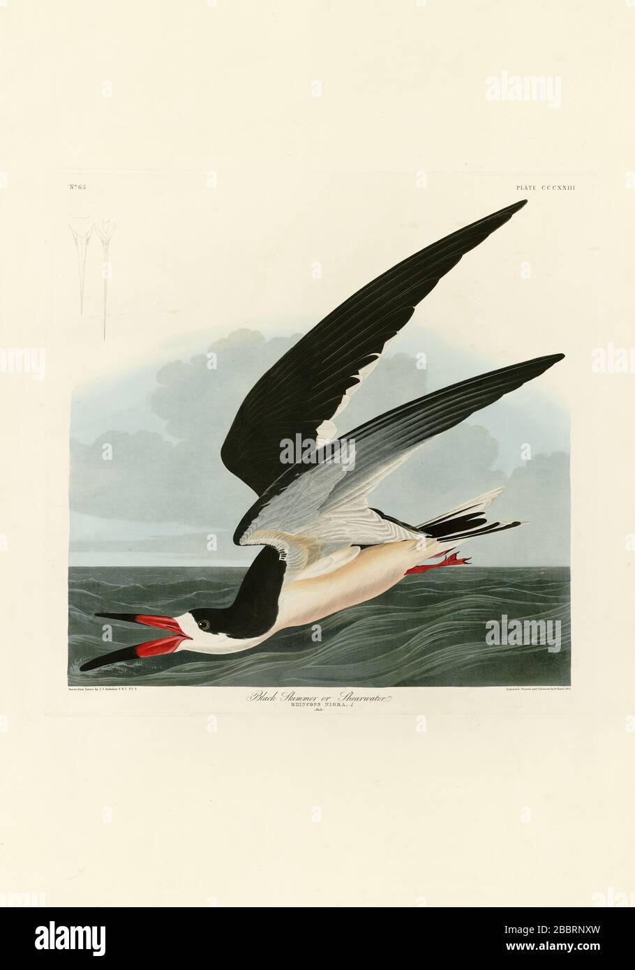 Skimmer audubon birds of america hi-res stock photography and images ...