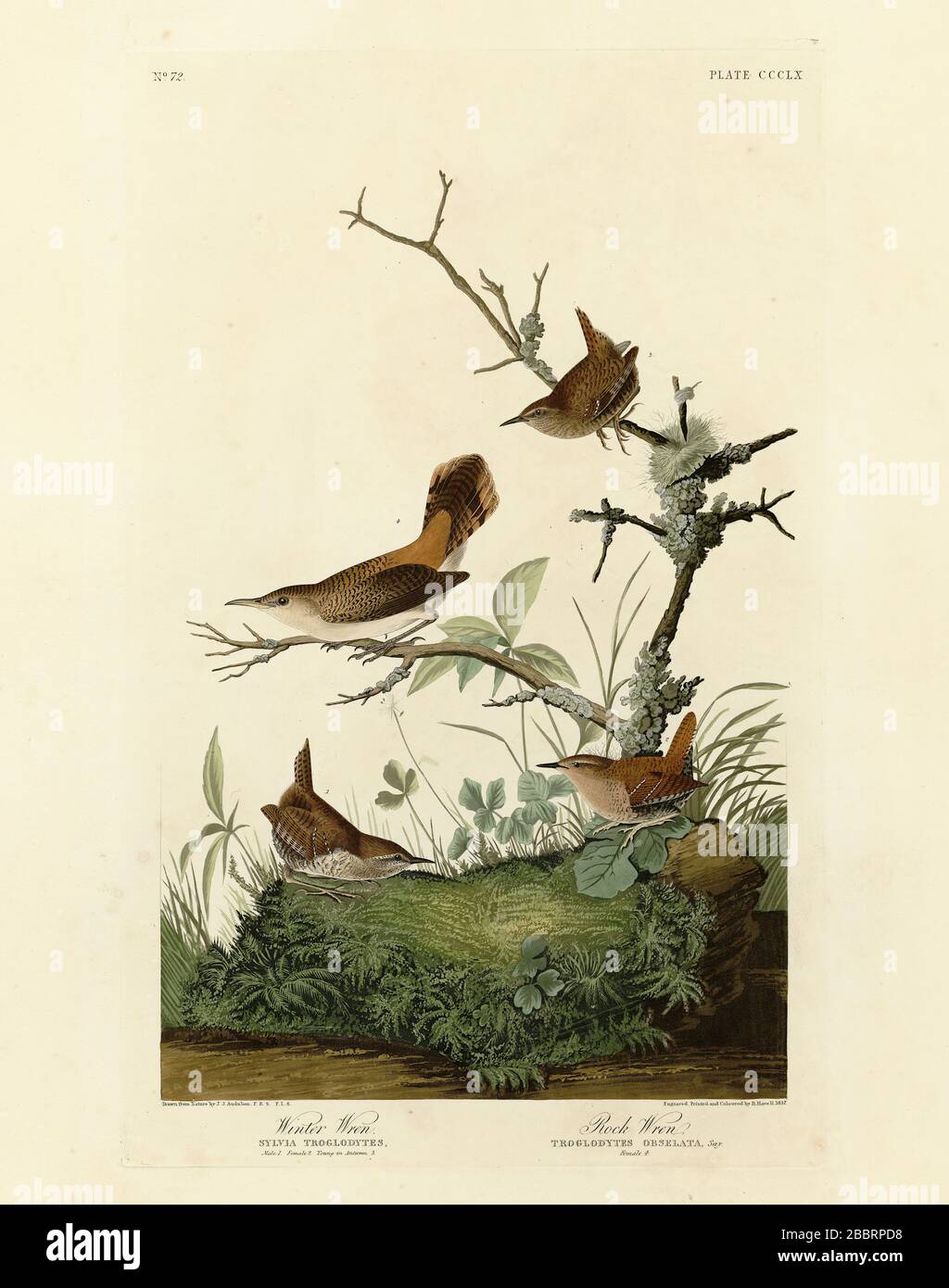 Plate 360 Winter Wren and Rock Wren, from The Birds of America folio ...