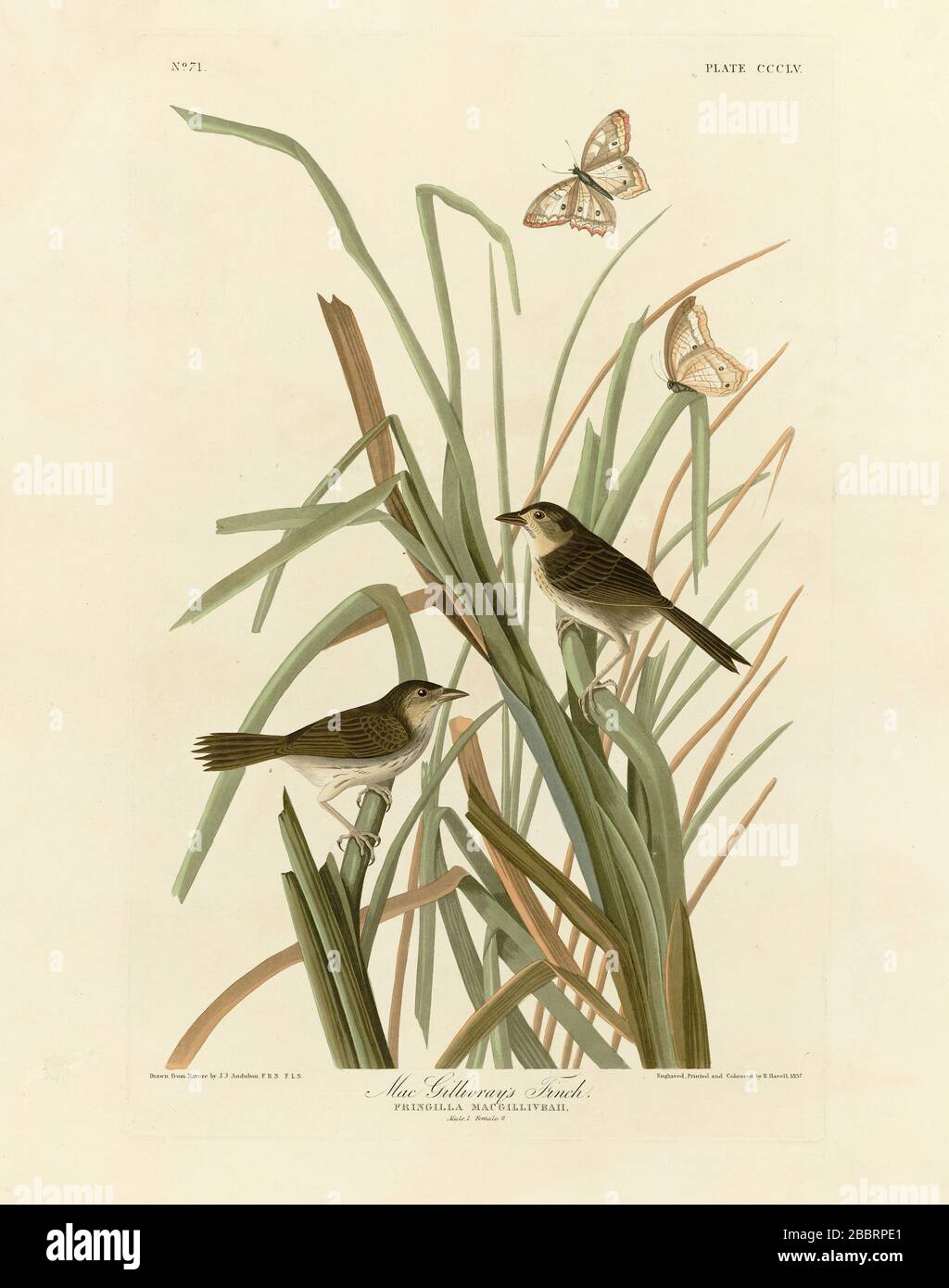 Plate 355 MacGillivray's Finch (Seaside Sparrow) The Birds of America ...