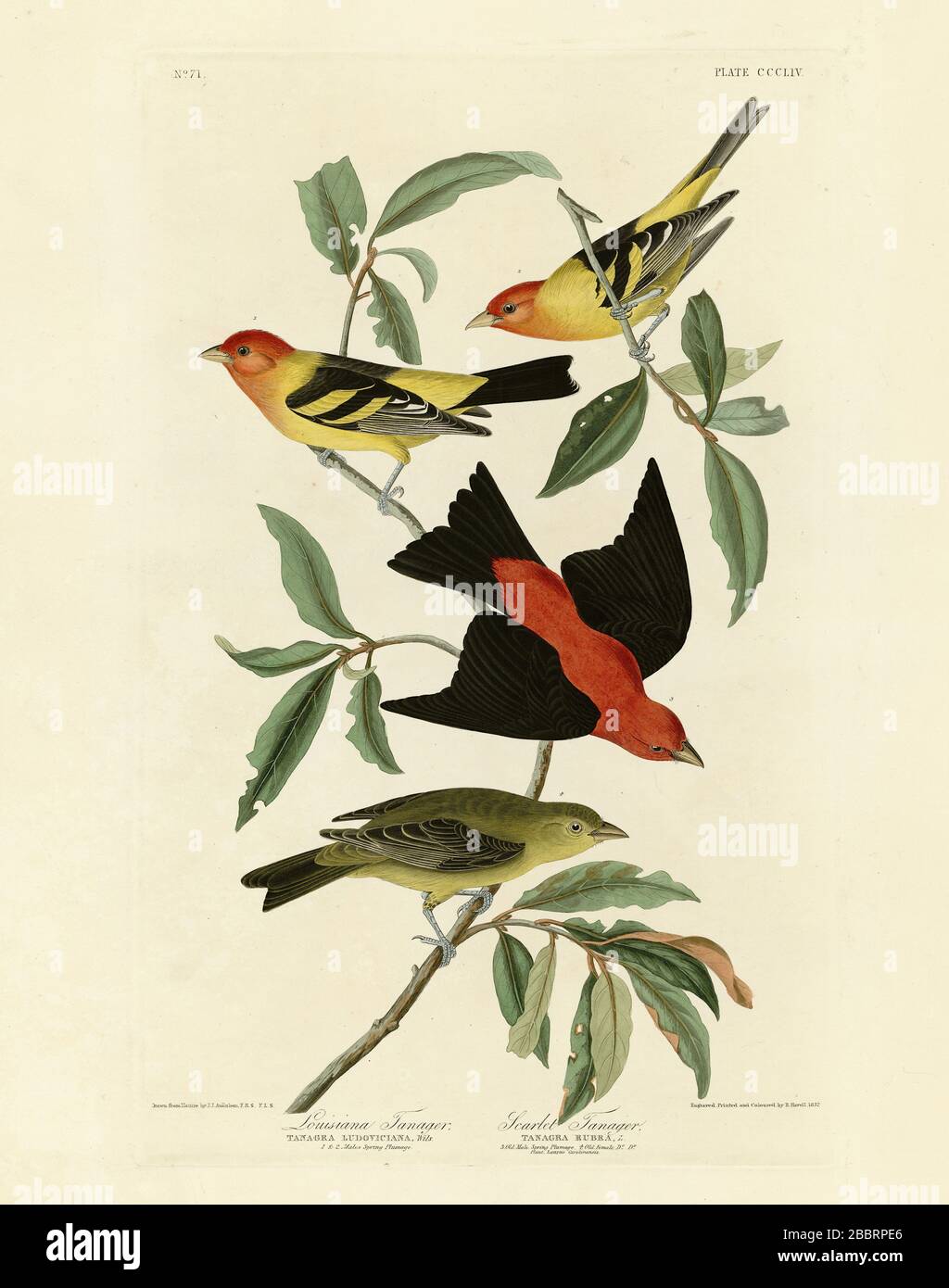 Plate 354 Louisiana Tanager (Western Tanager), Scarlet Tanager from The ...