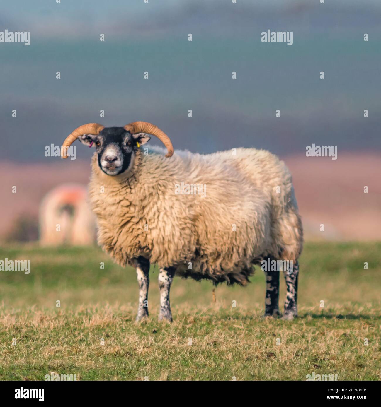 Sheep with crow hi-res stock photography and images - Alamy