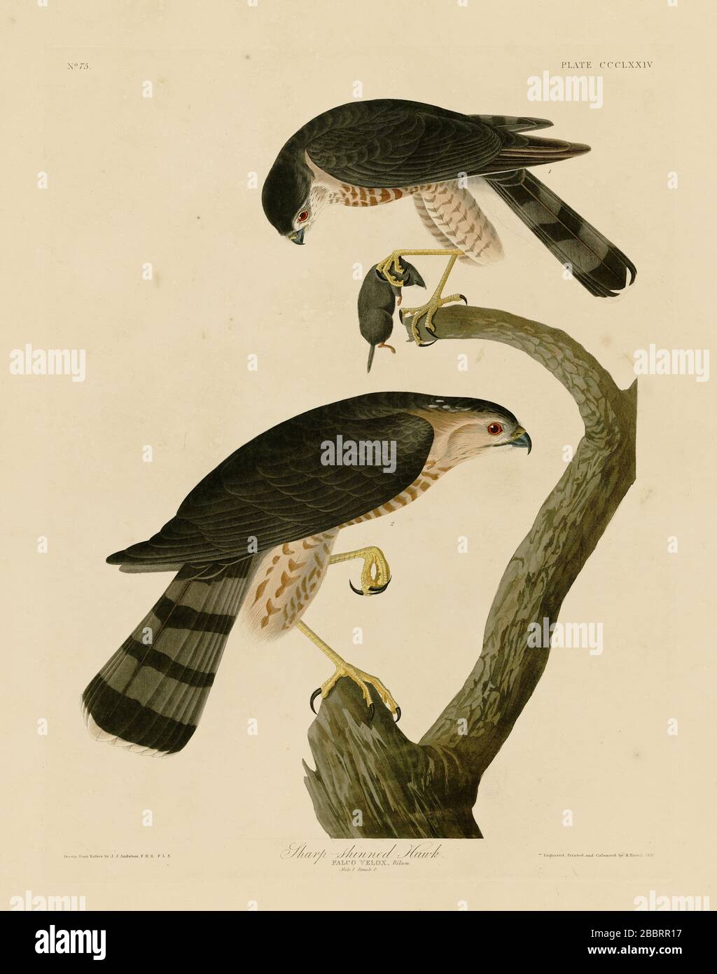 Northern sharp shinned hawk hi-res stock photography and images - Alamy