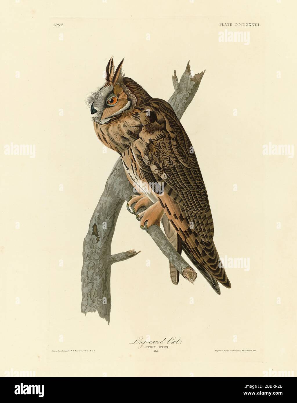 Plate 383 Long-eared Owl (Lesser Horned Owl, Cat Owl) The Birds of ...
