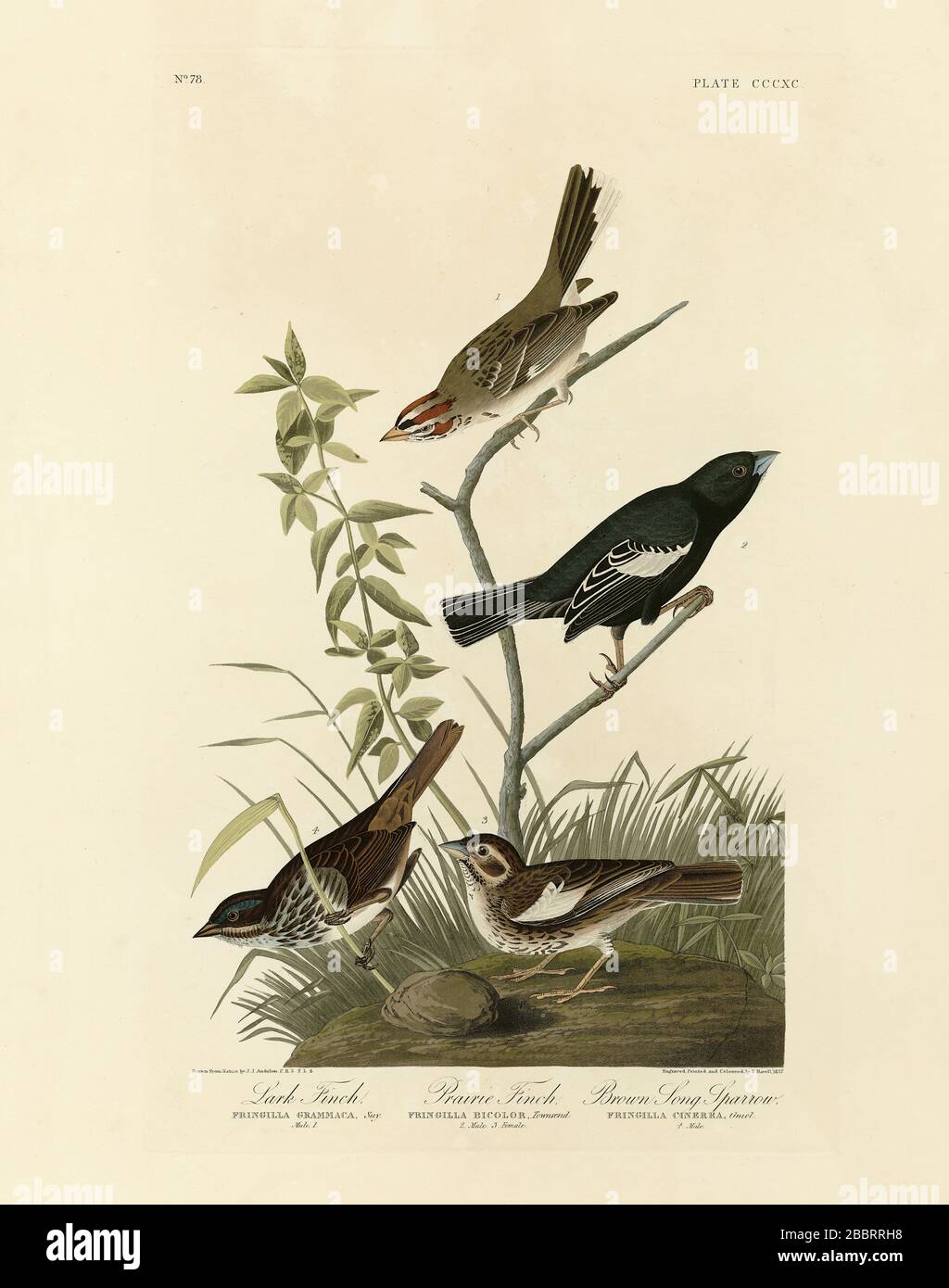 Plate 390 Lark Finch (Lark Sparrow), Prairie Finch (Lark Bunting), Brown Song Sparrow (Song ...