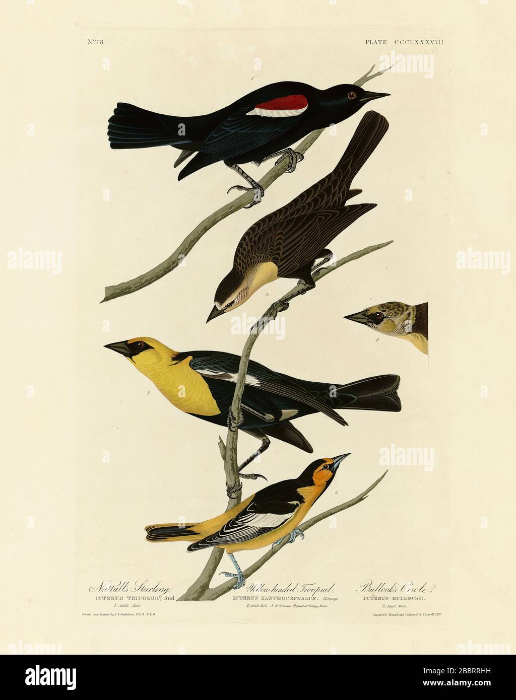 Plate 388 Nuttall's Starling (Tricolored Blackbird) Yellow-headed ...