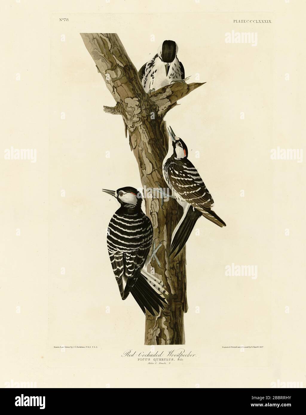 Dryobates borealis hi-res stock photography and images - Alamy