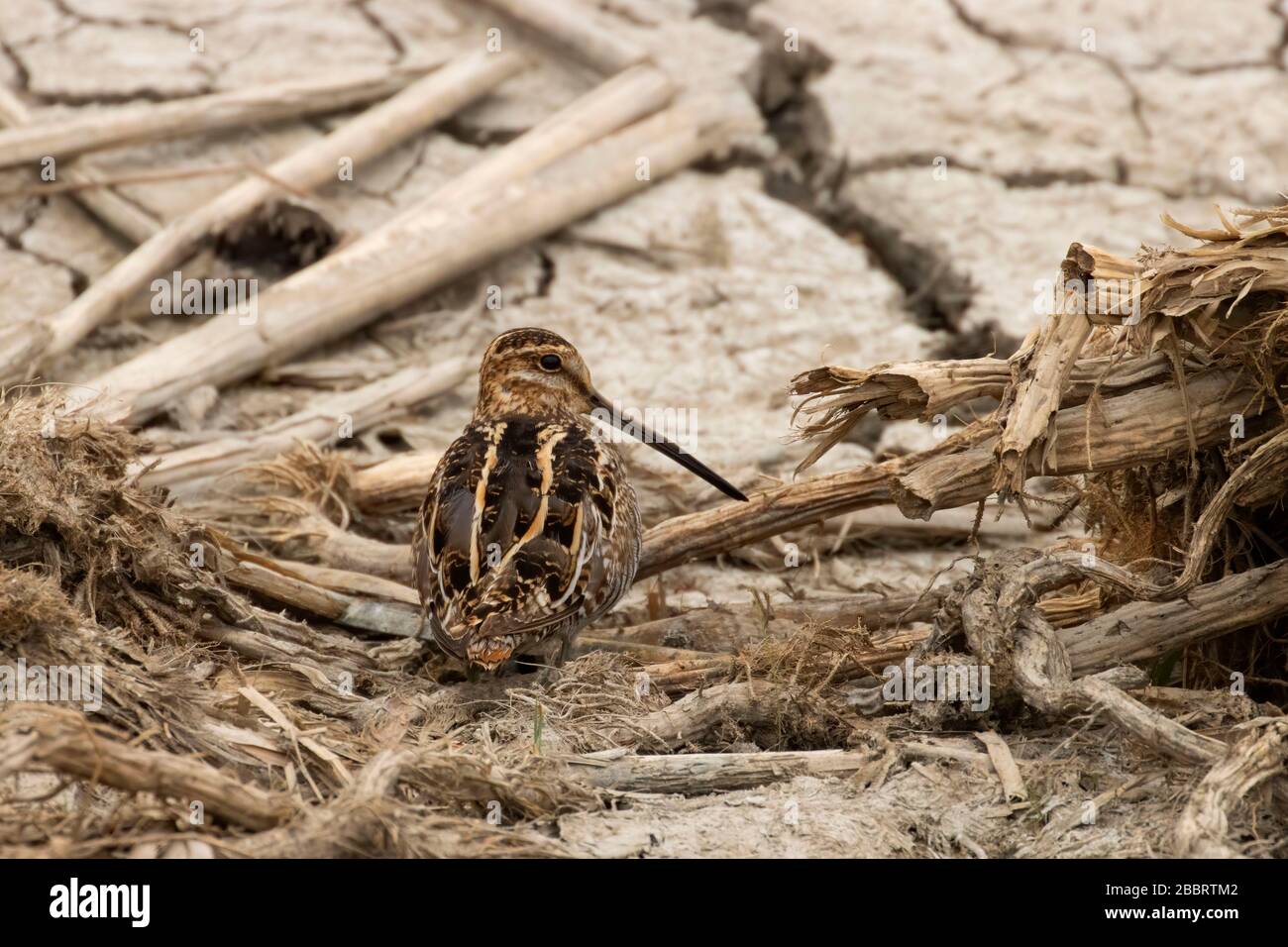 Wilson's snipe, Las Gallinas Wildlife Ponds, Novato, California Stock ...