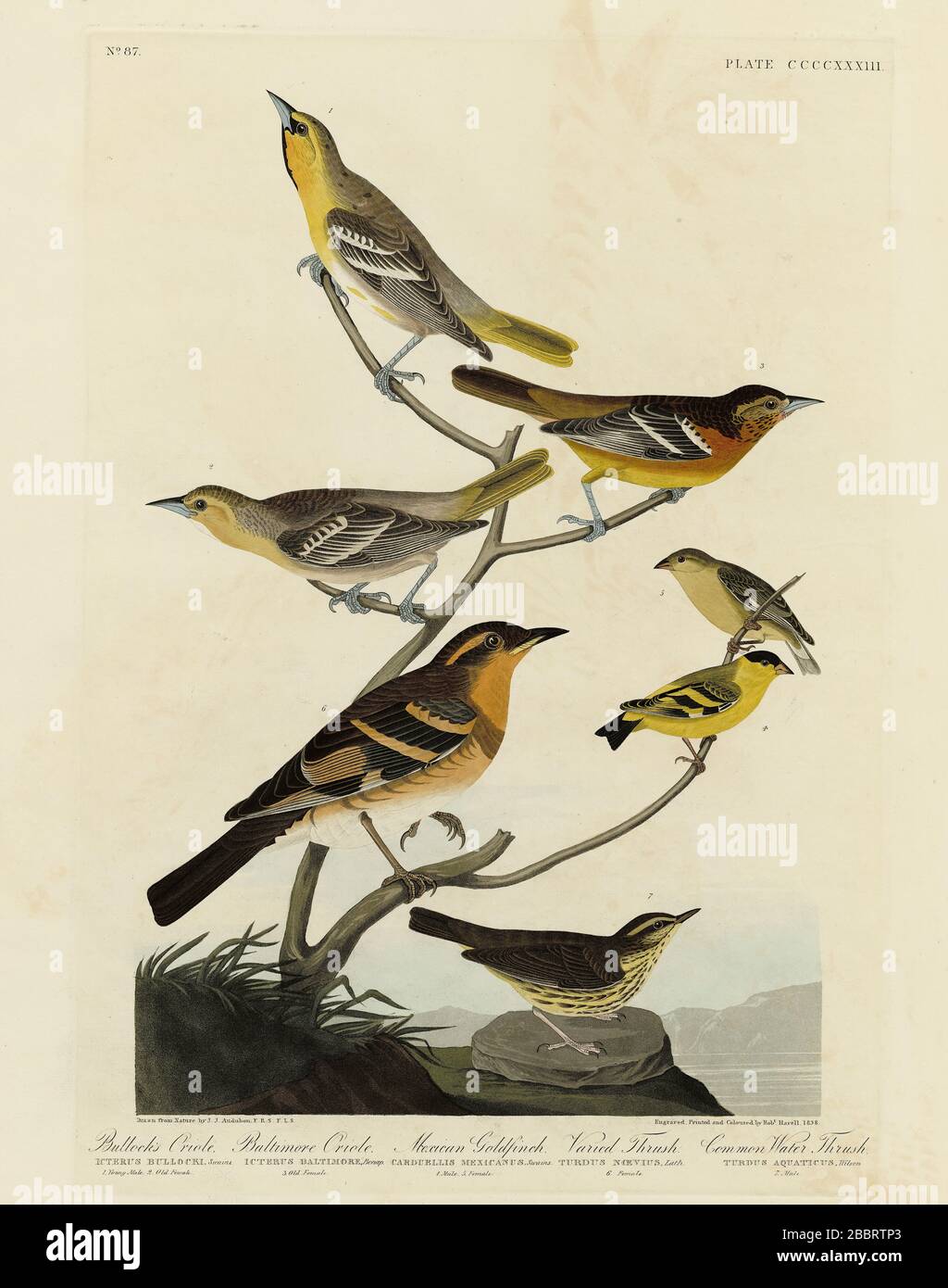 Plate 433 Bullock's Oriole, Baltimore Oriole, Mexican Goldfinch (Lesser ...