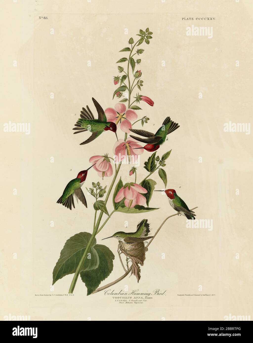 High resolution bird images hi-res stock photography and images - Alamy