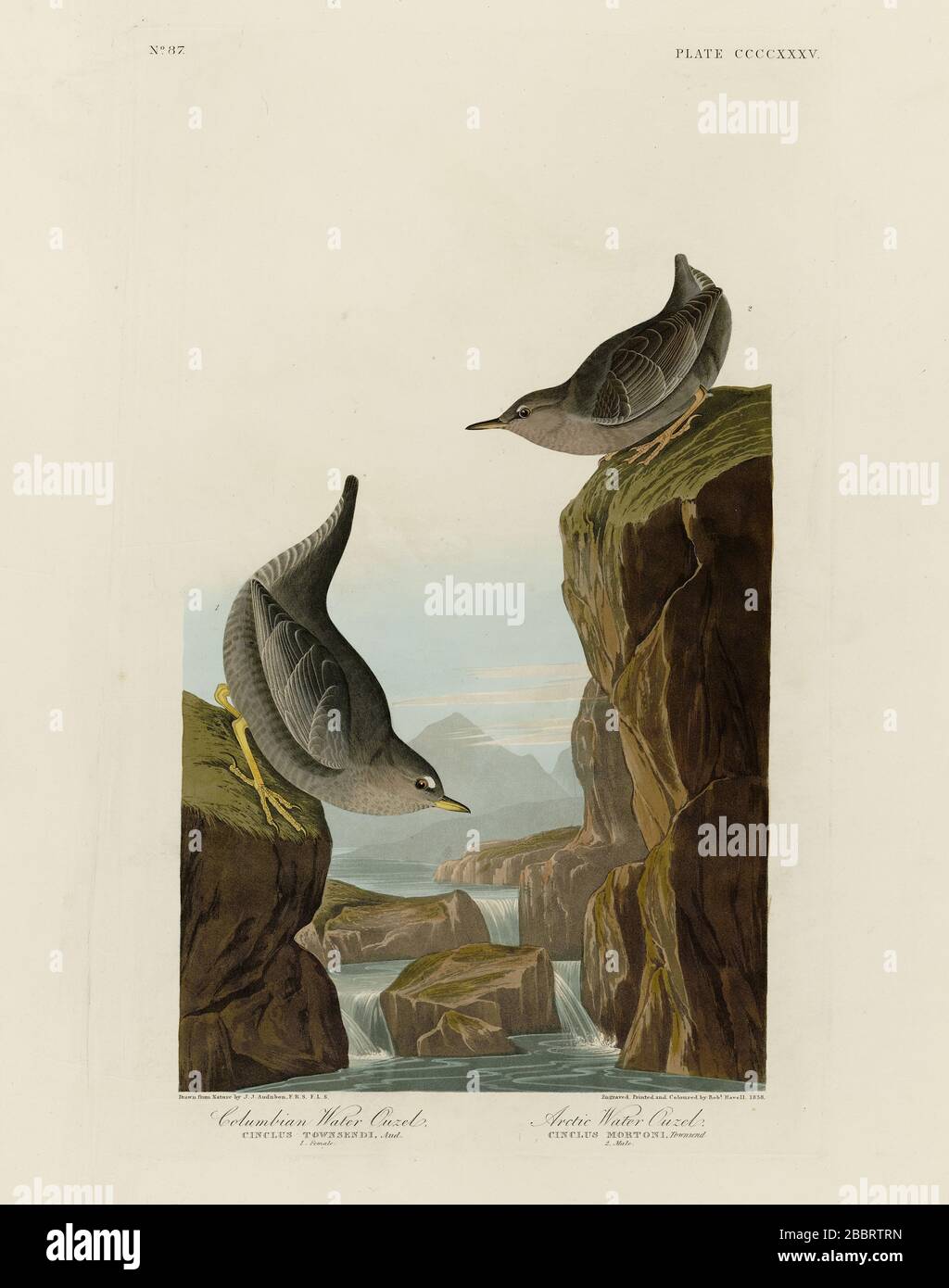 Dipper habitat hi-res stock photography and images - Alamy