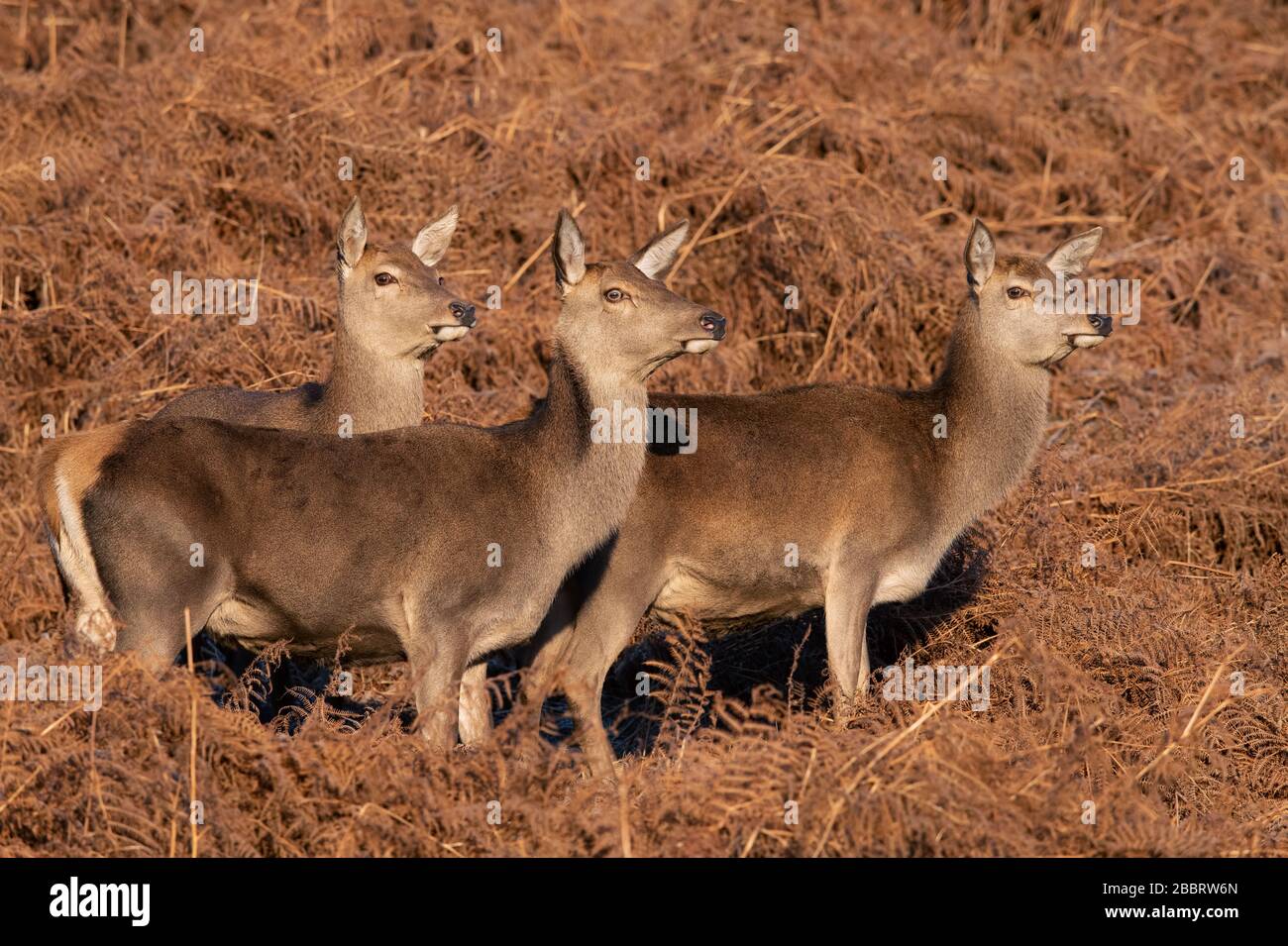 Red deer hinds hi-res stock photography and images - Alamy