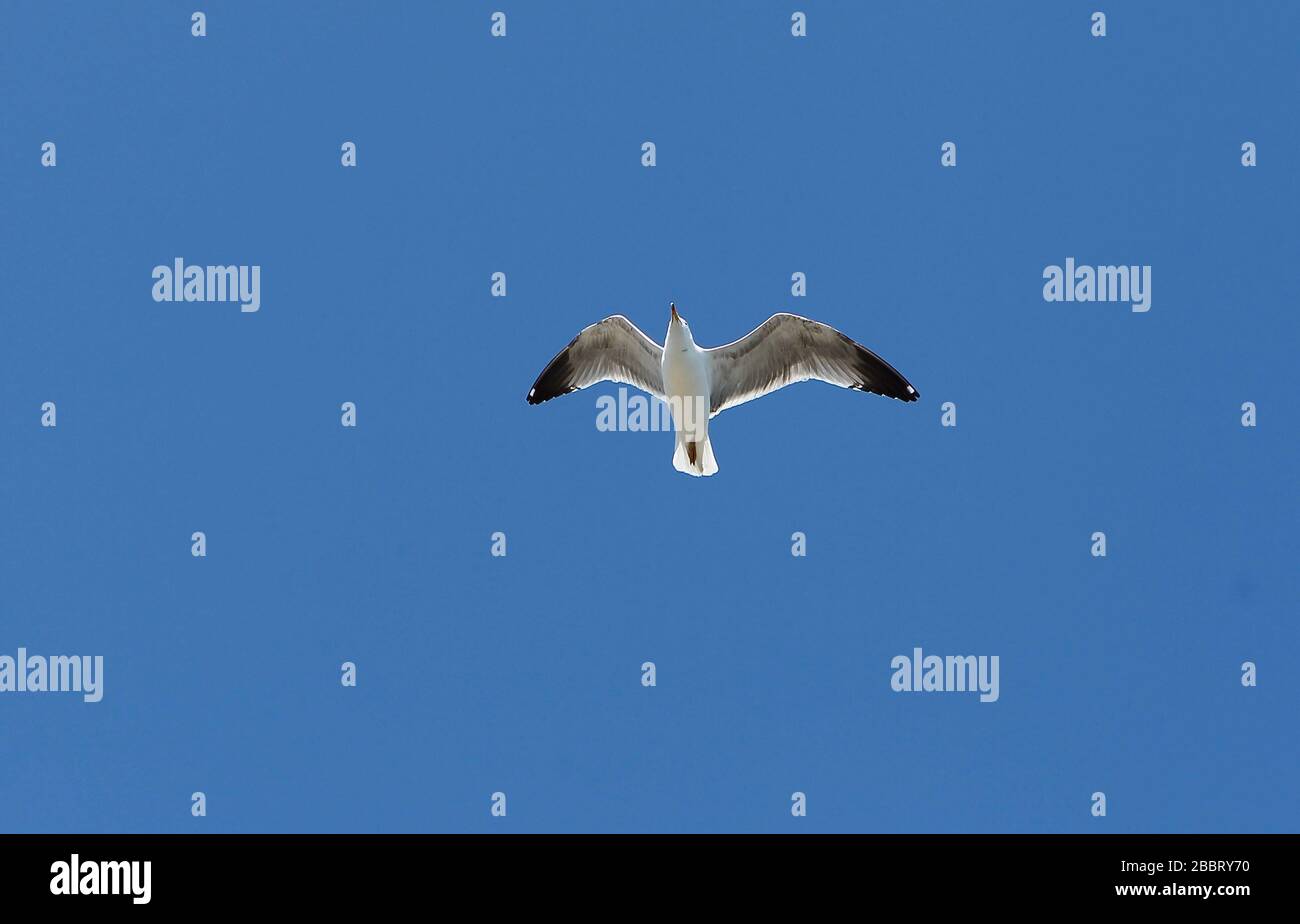 seagull flying with wings curled up with blue sky background Stock ...