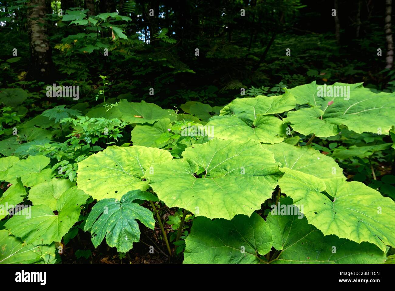 Lush green leaves of burdock growing in the wood Stock Photo - Alamy