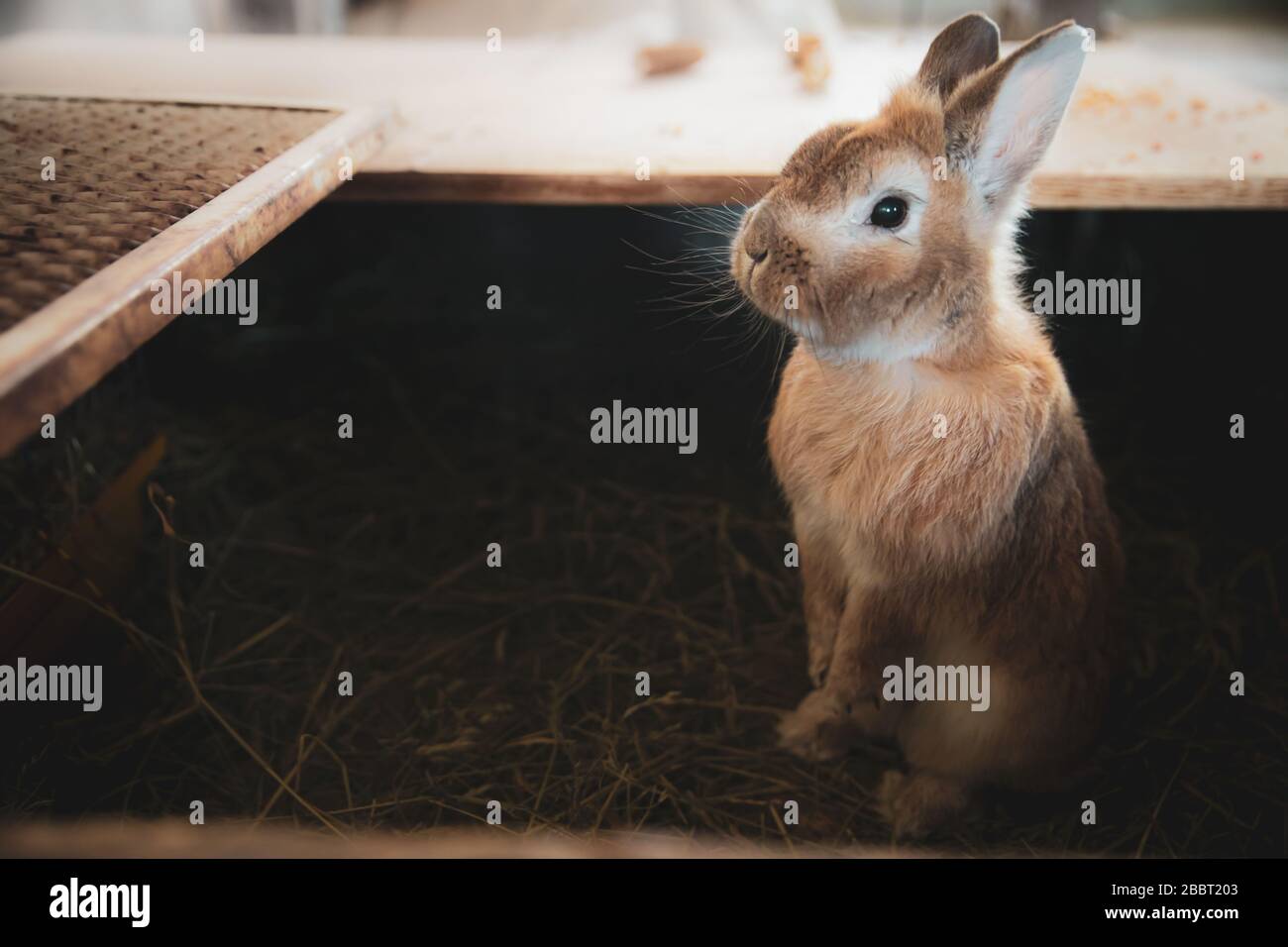 small brown bunny, home rabbit pet closup on dark background with copy ...