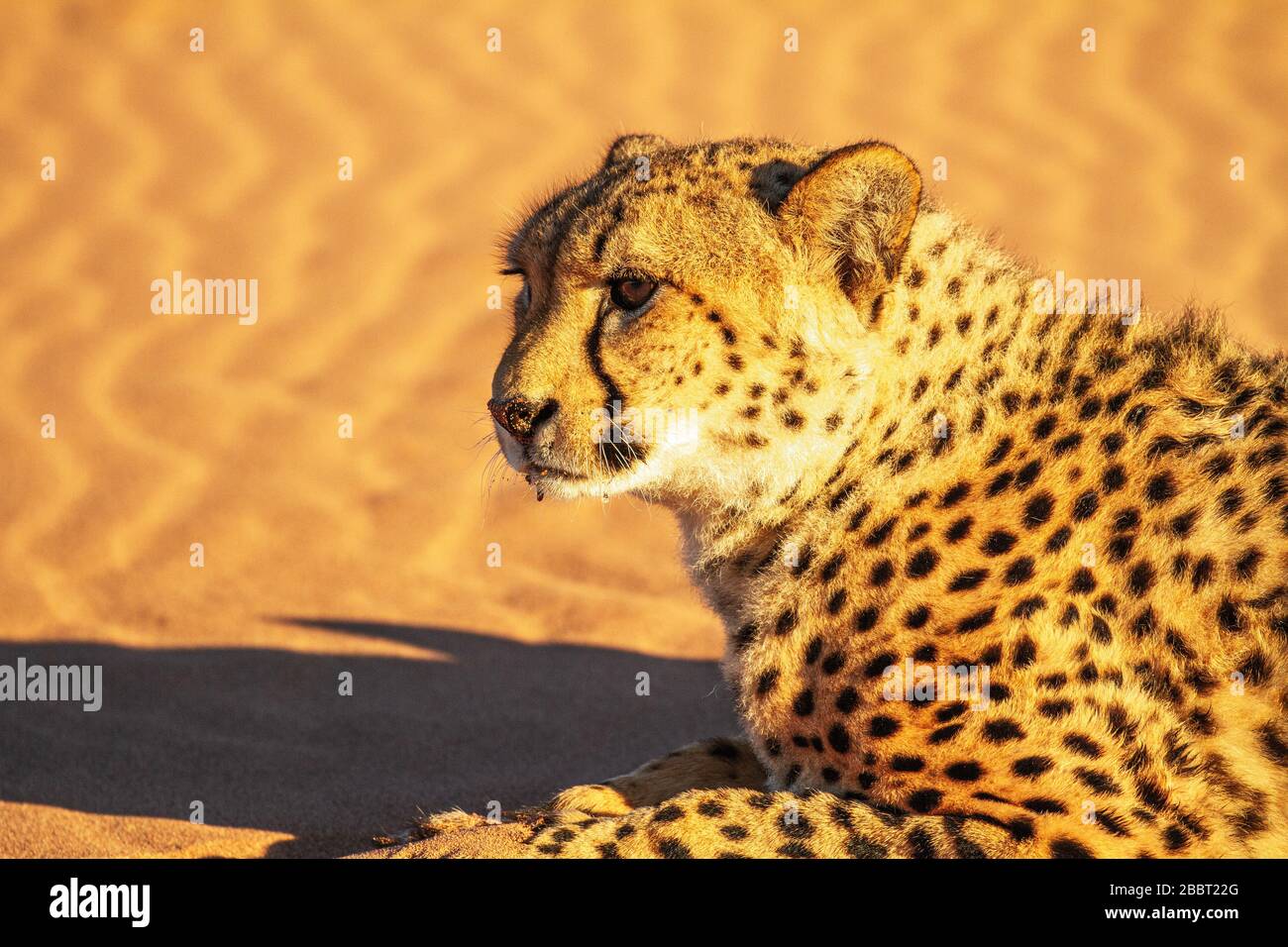 Cheetah Predators Enemies