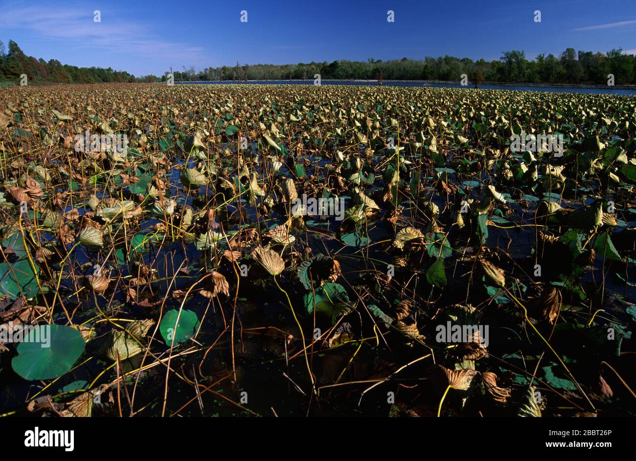 Mermet lake state conservation area hi-res stock photography and images ...