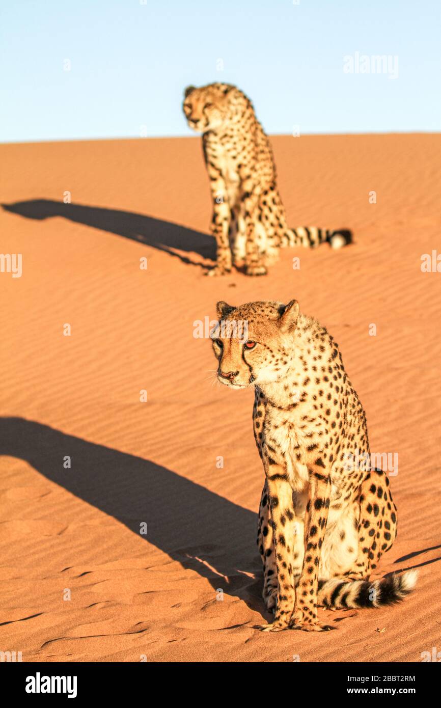 Cheetah and giraffe hi-res stock photography and images - Alamy