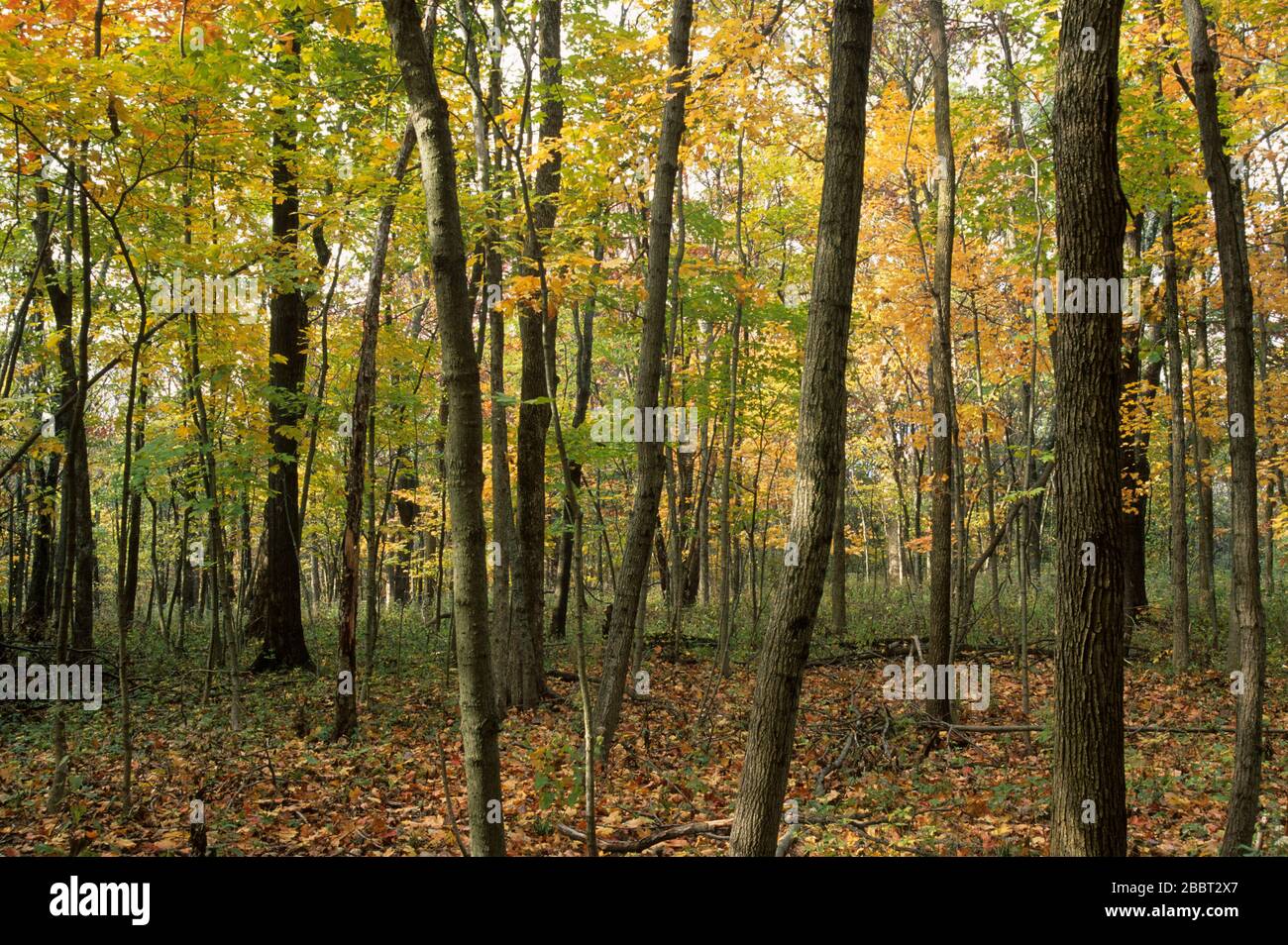 Forest, Robert Allerton Park, Illinois Stock Photo - Alamy