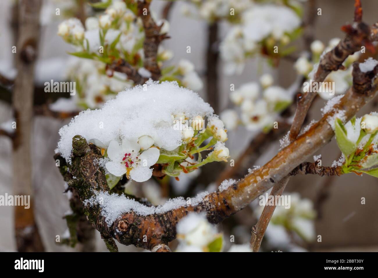 Pear tree damage hi-res stock photography and images - Alamy