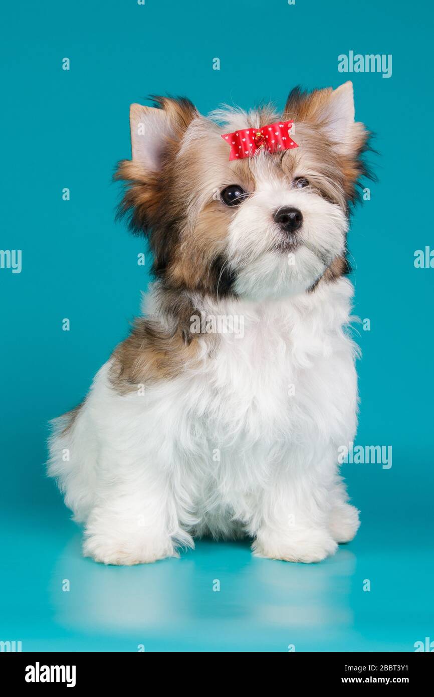 Studio photography of a Biewer Yorkshire Terrier on colored backgrounds ...