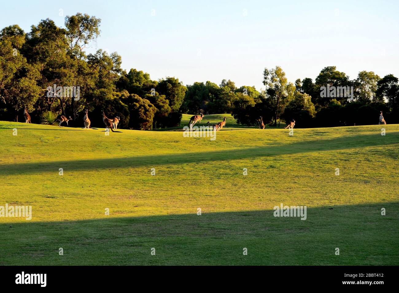 Kangaroos On Golf Course Australia Hi Res Stock Photography And Images