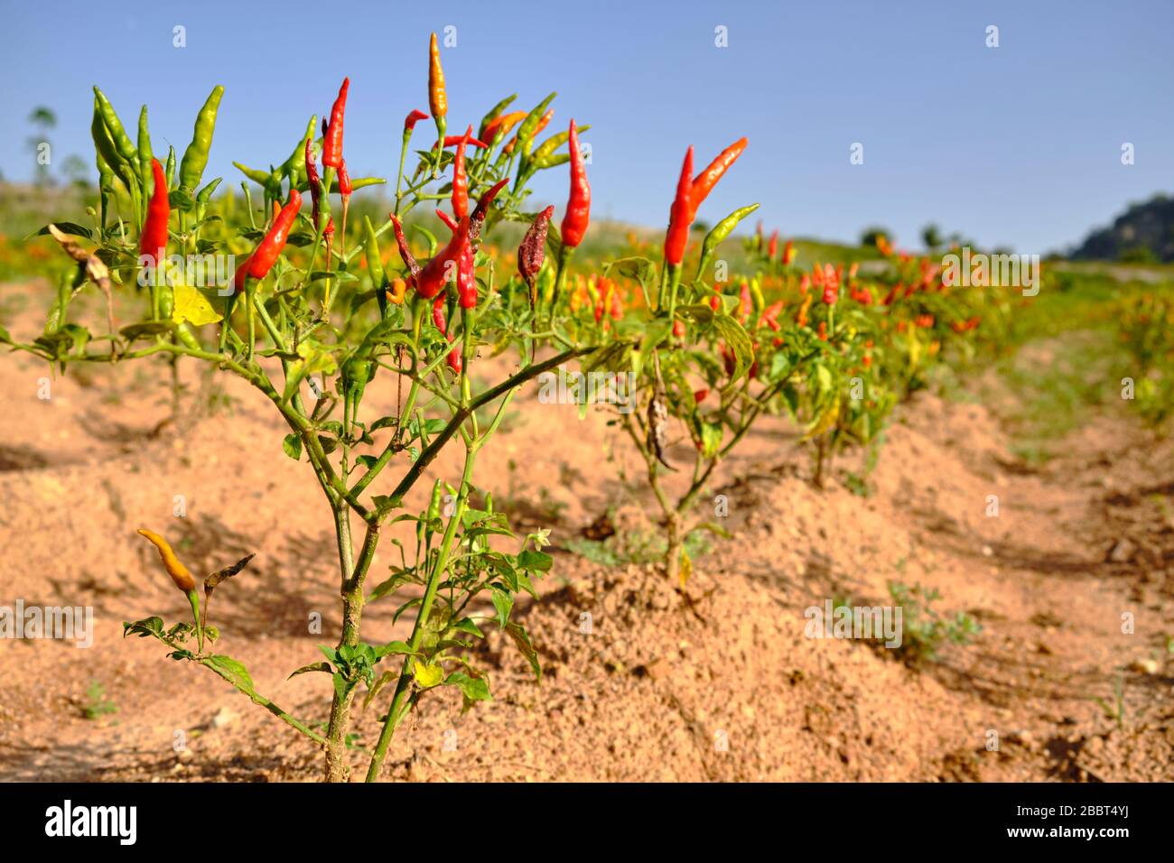 Chilli crops hi-res stock photography and images - Alamy