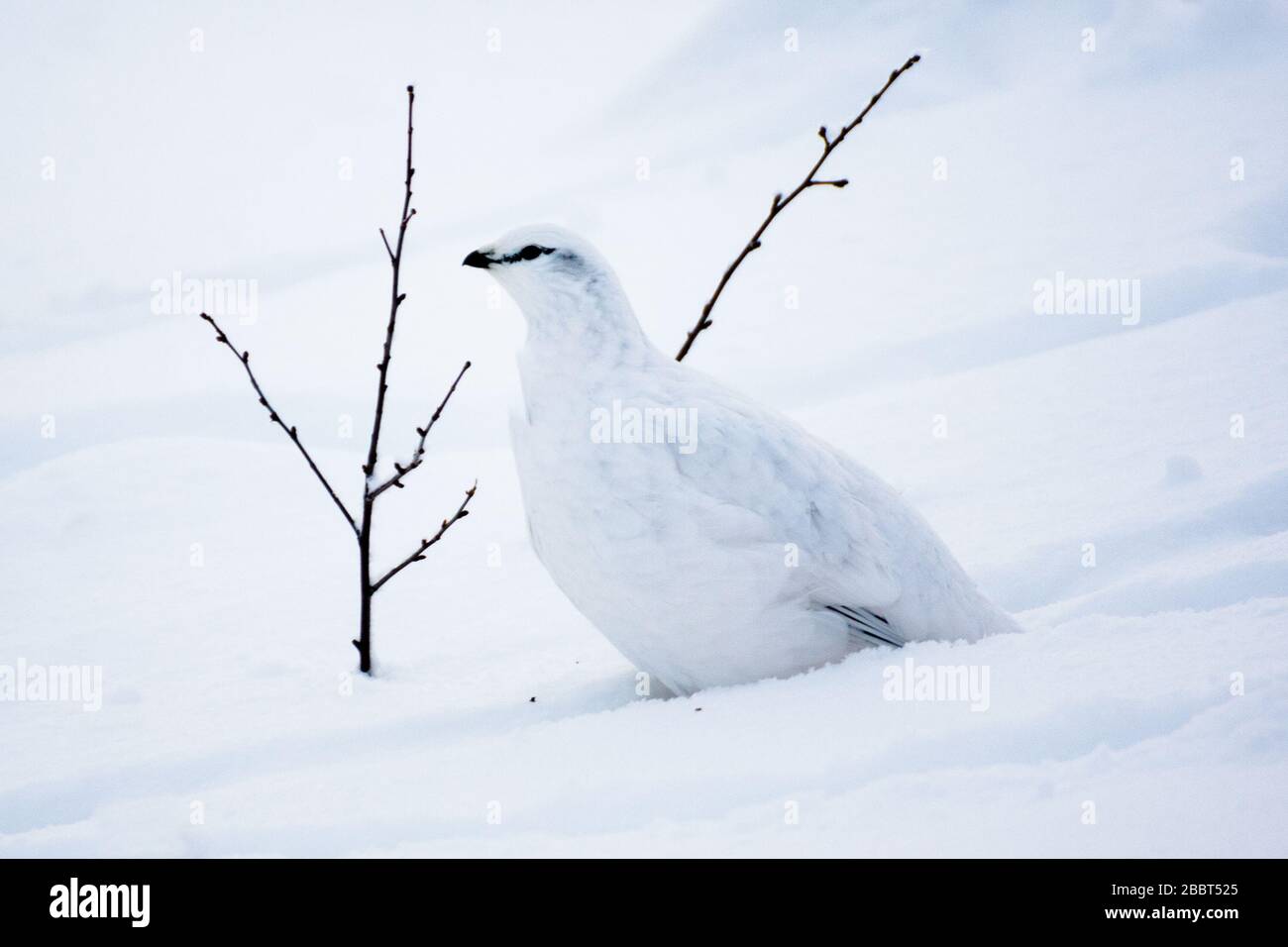 Ptarmigan camouflage hi-res stock photography and images - Alamy