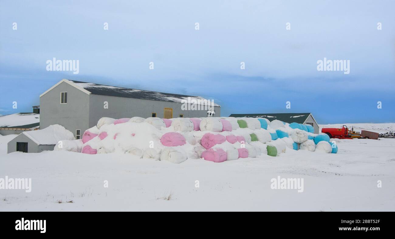 Large Cow Barn in winter Stock Photo - Alamy